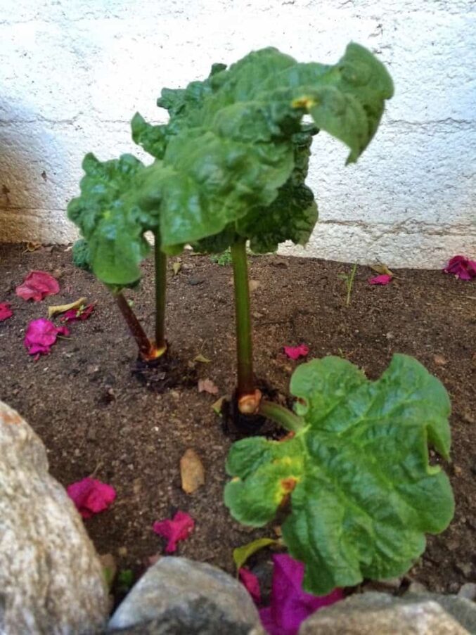 Rhubarb Recipes for the Season (by a Rhubarb Lover)! - Authentic ...