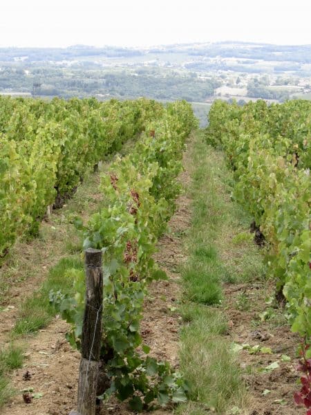 Grilled Camembert (with White Wine) and Vis Ma Vigne - European Food ...